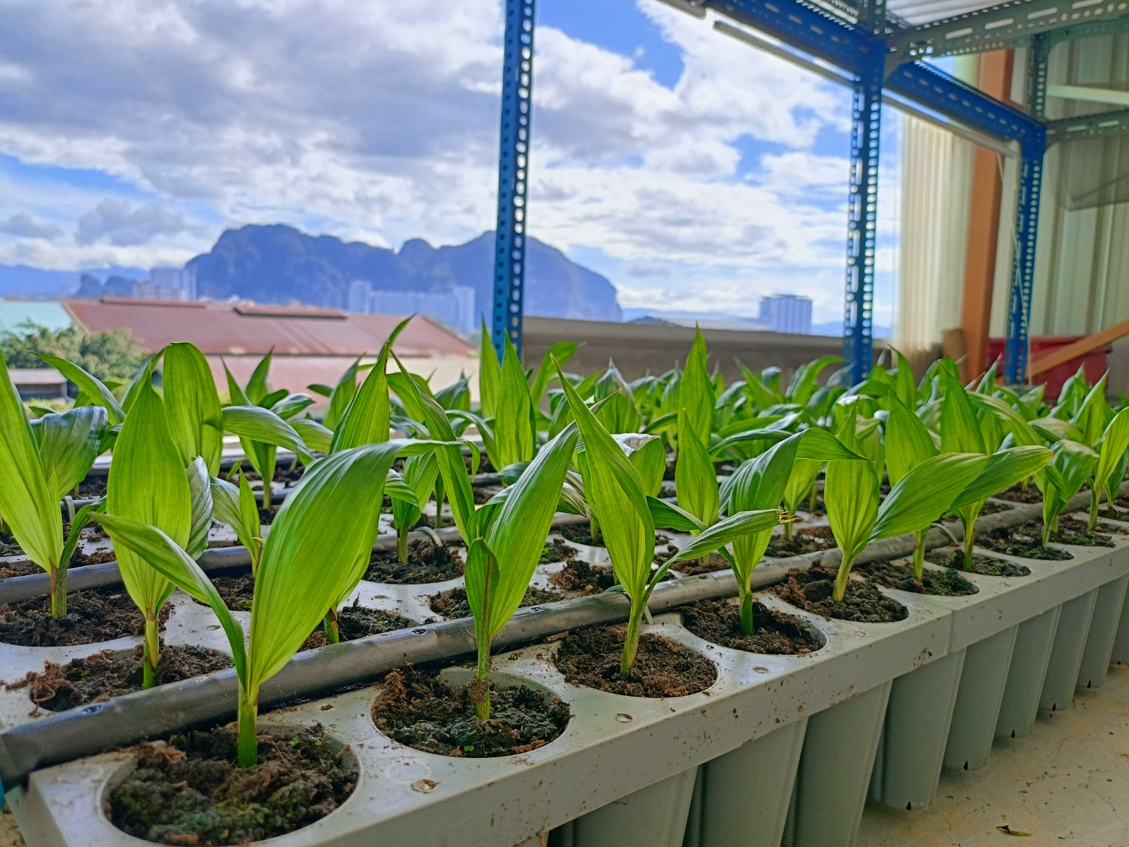 Parit Tray Media Tanam Fase Pre Nursery Sawit - Lapak Sawit Indonesia